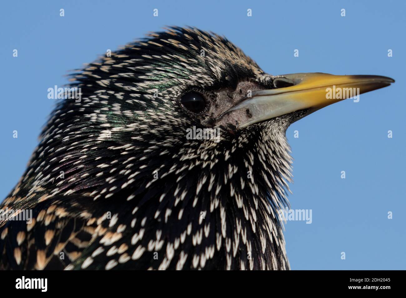 Starling winter hi-res stock photography and images - Alamy