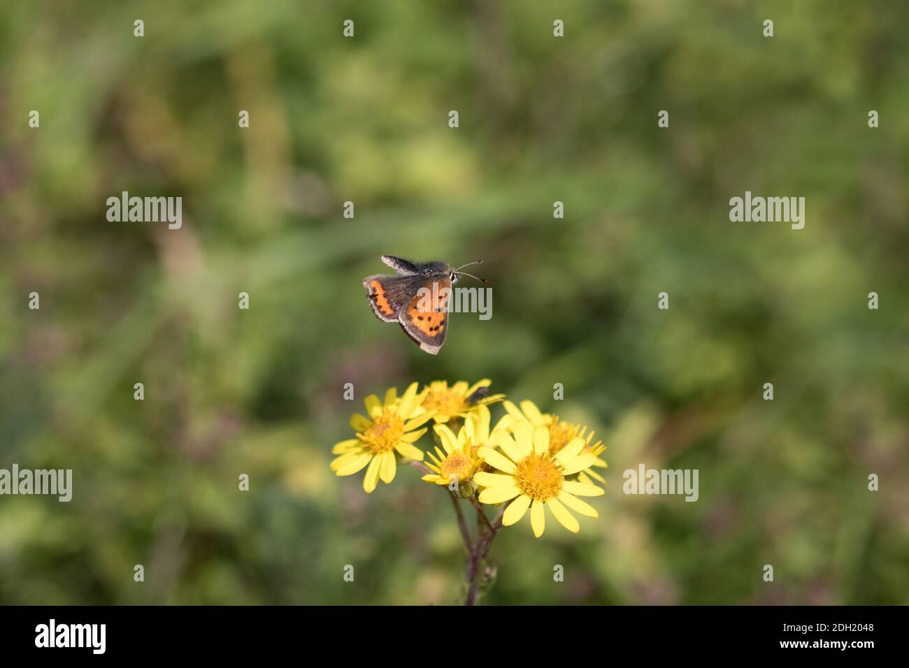 Butterfly in flight hi-res stock photography and images - Alamy