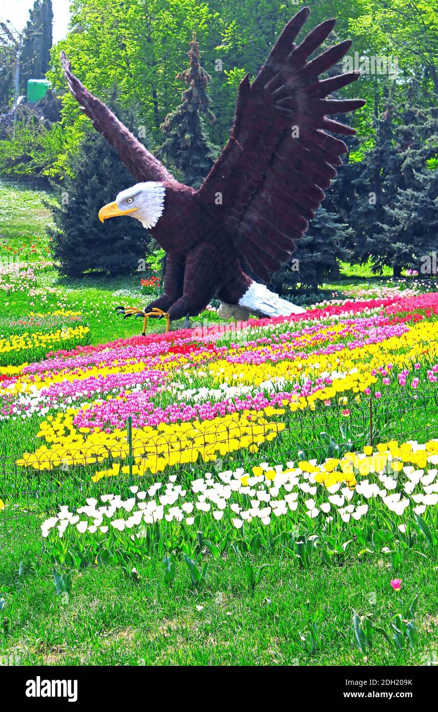 Statue of bald eagle and field of tulips in Kyiv, Ukraine Stock Photo ...