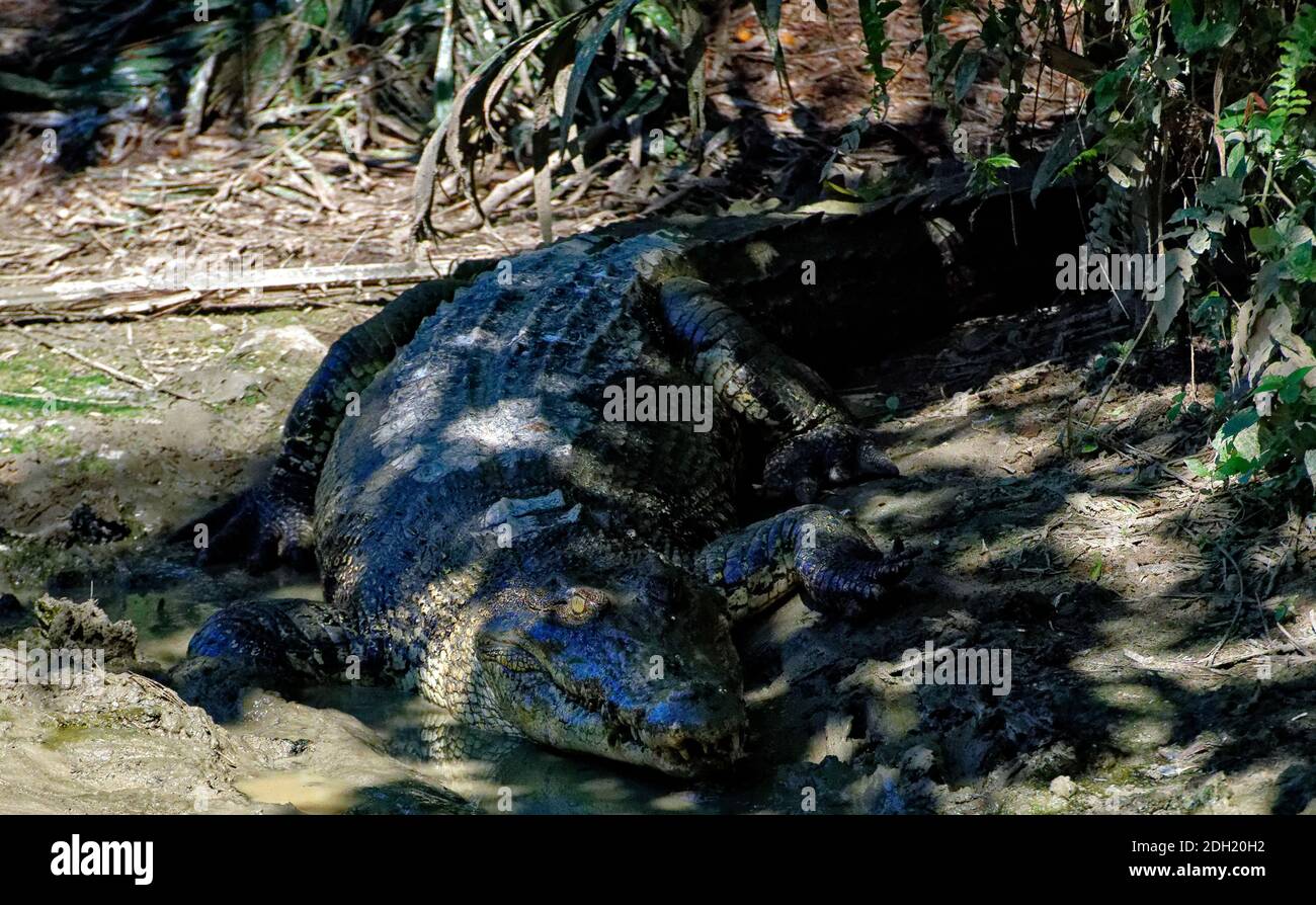 Estuarine crocodile hi-res stock photography and images - Alamy