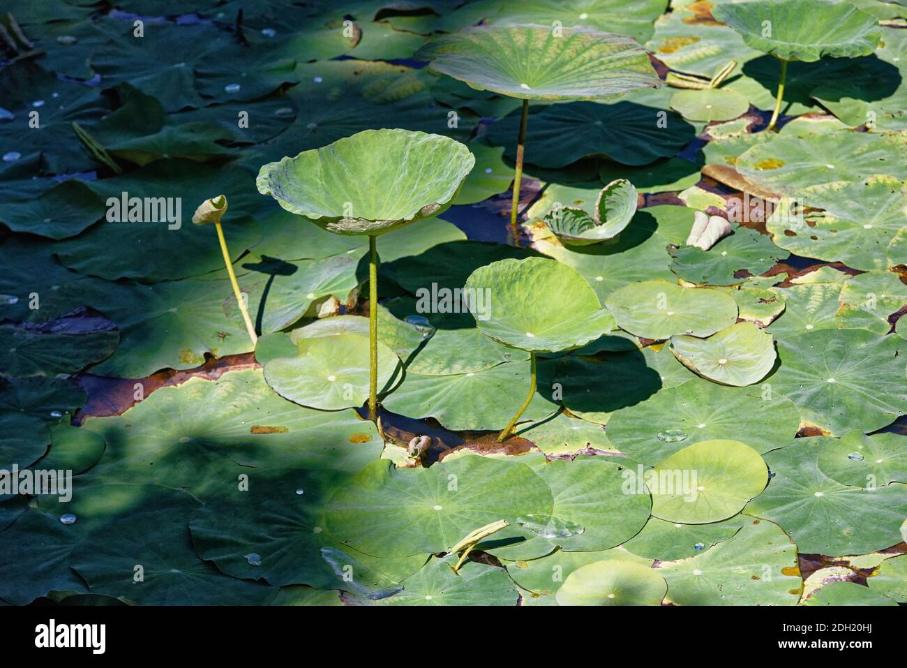 Water lillies on murky green tropical water pool, Kuching, Sarawak ...