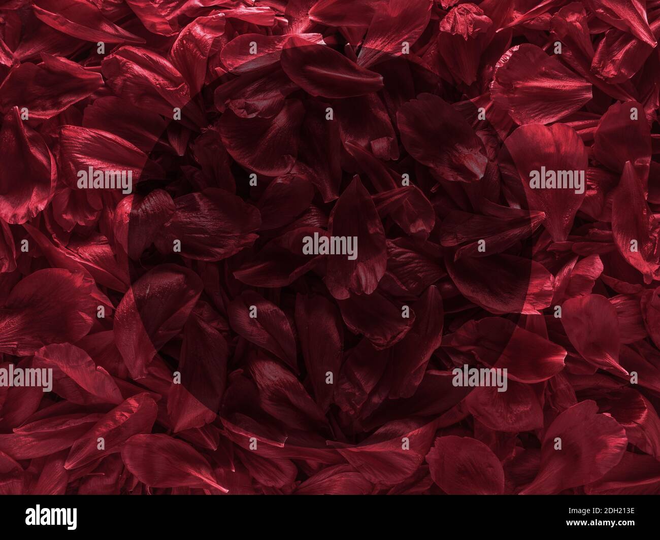 Background of red burgundy peony petals Stock Photo - Alamy