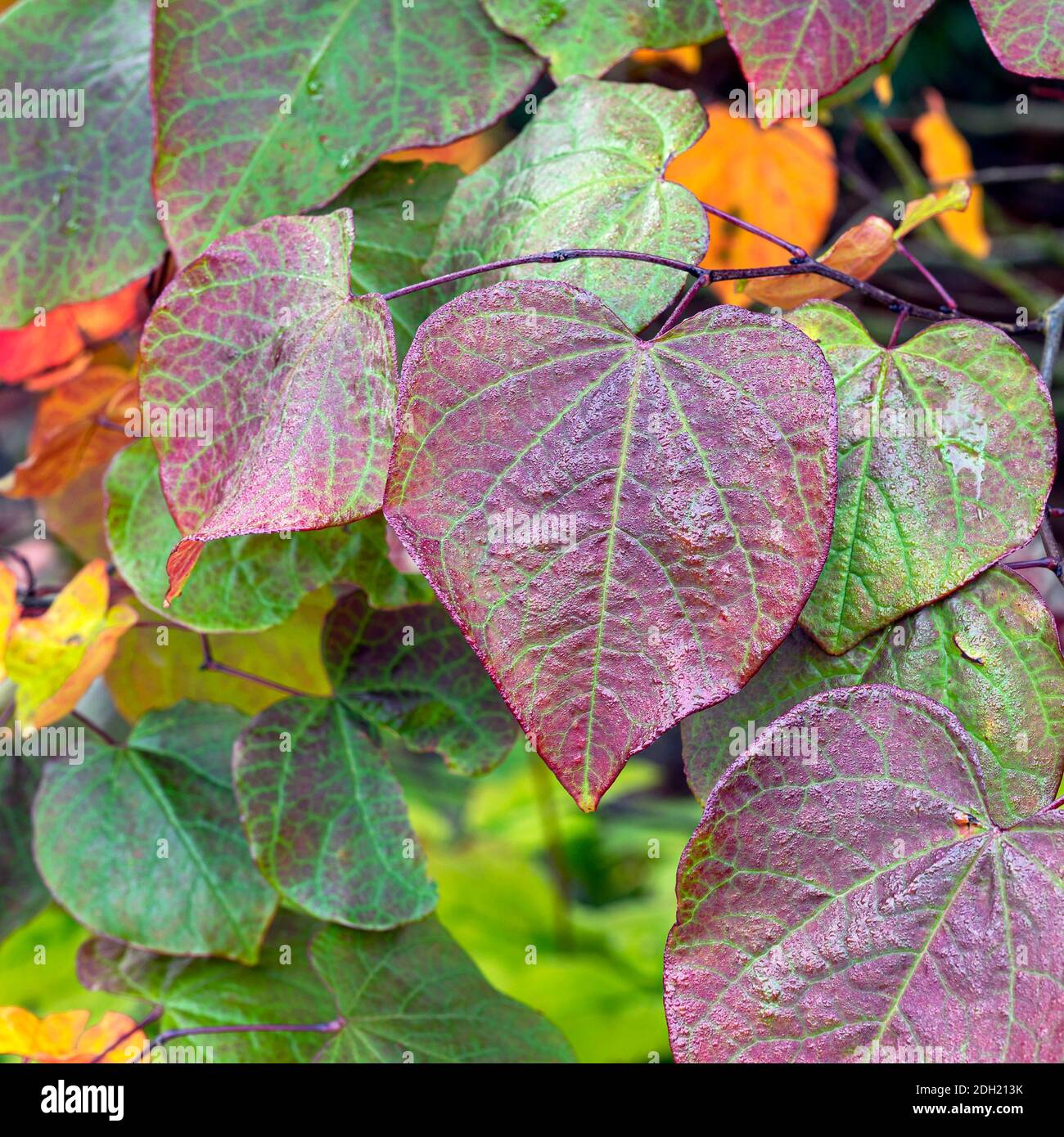 Cercis Canadensis Forest Pansy High Resolution Stock Photography and ...