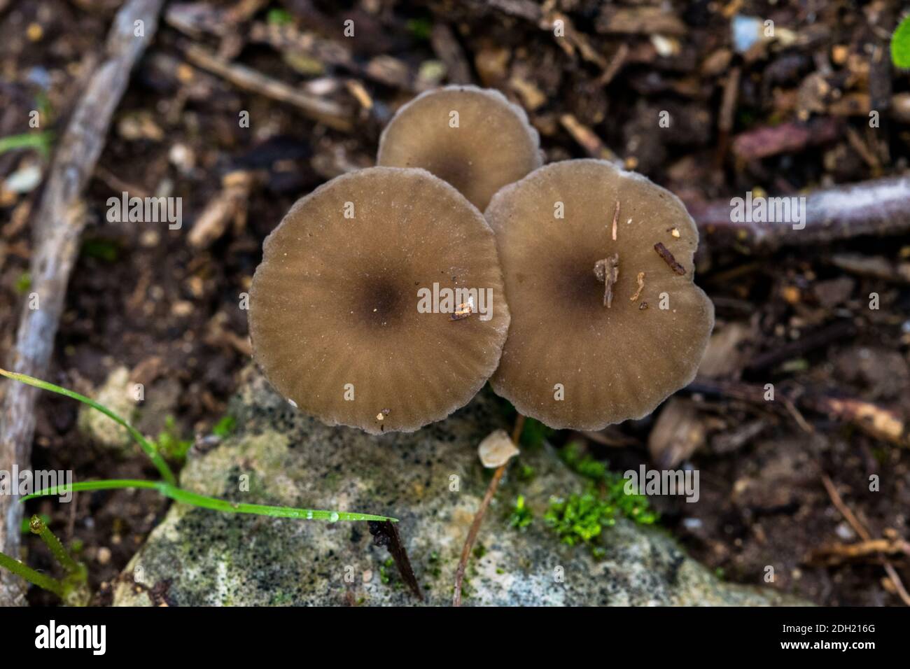 A top view of hydropus mushrooms in a forest in Malta with a blurry ...