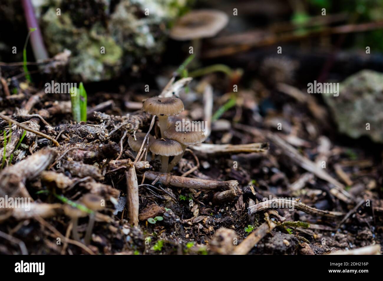 A closeup of hydropus mushrooms in a forest in Malta with a blurry ...