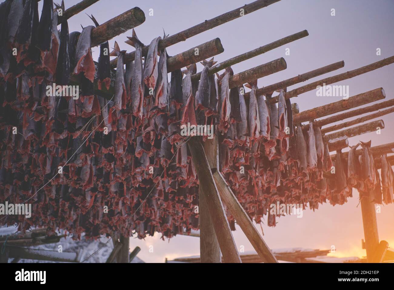 Air drying of Salmon fish on wooden structure at Scandinavian winter ...