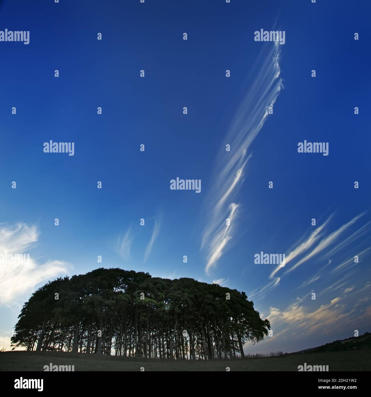 Nearly home trees, cookworthy Knapp Stock Photo - Alamy