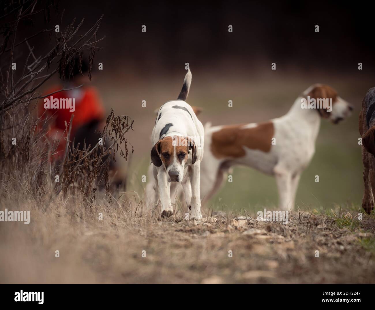 Colour landscape photos of the Hamilton Hunt Club in Ontario Canada ...