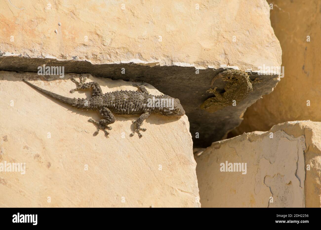 Common Wall Geckos High Resolution Stock Photography and Images - Alamy
