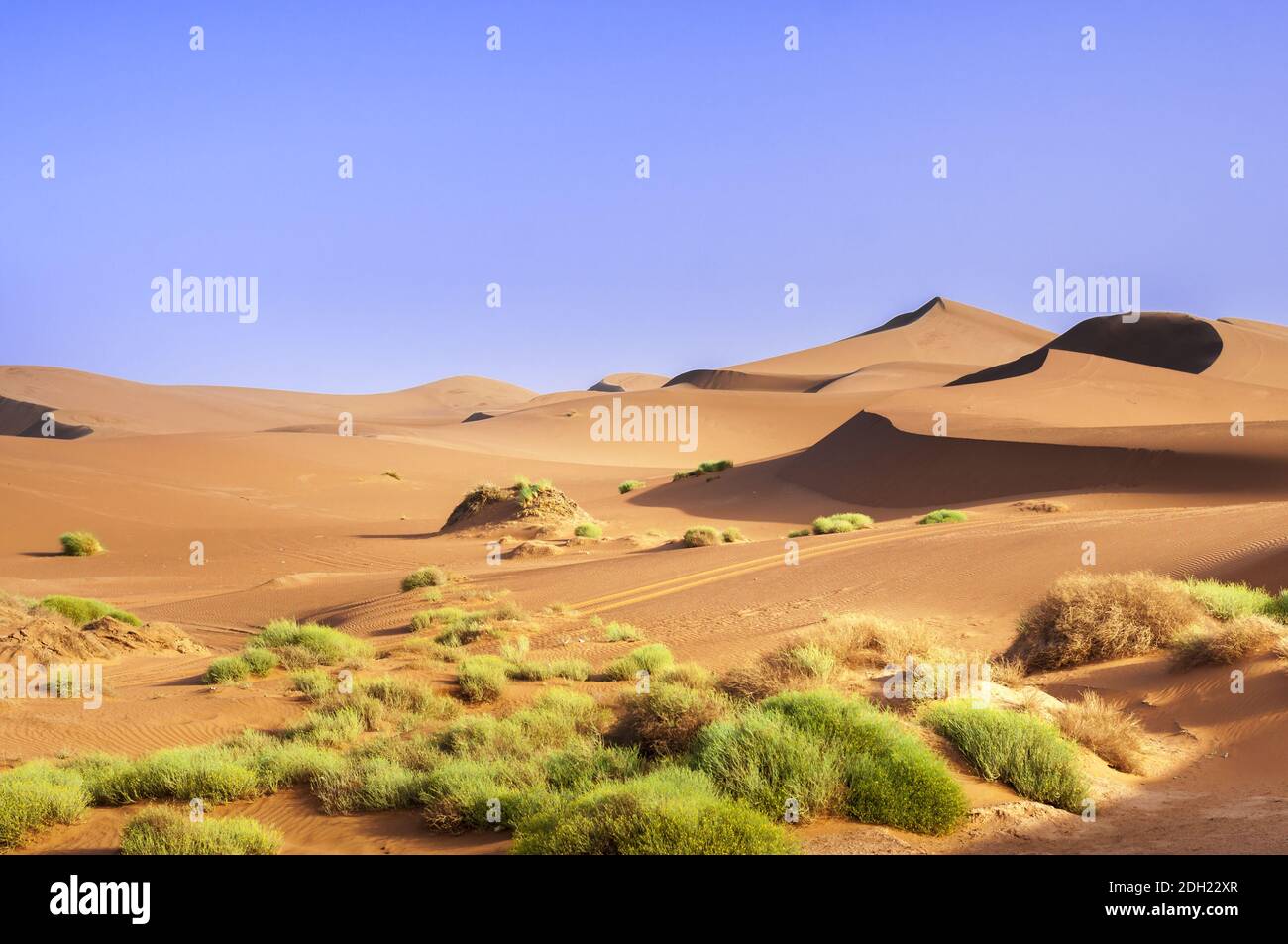 Sand dunes with grass in the Sahara, Morocco, Africa Stock Photo - Alamy