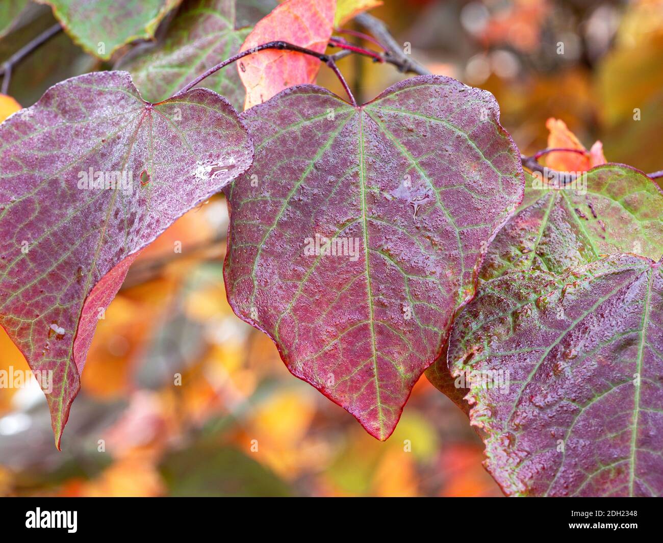 Cercis canadensis forest pansy hi-res stock photography and images - Alamy