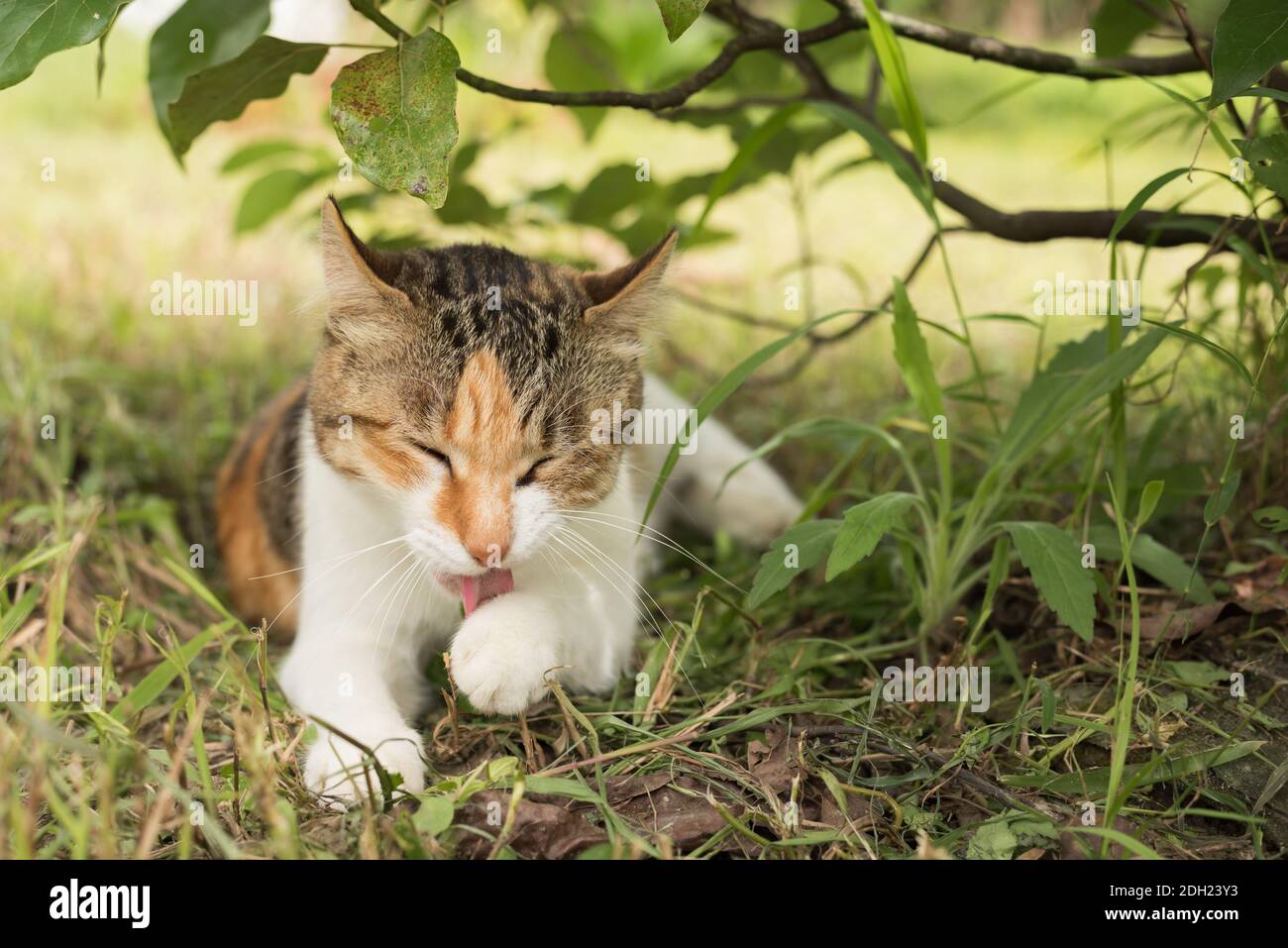 Cat sleep under the tree Stock Photo - Alamy
