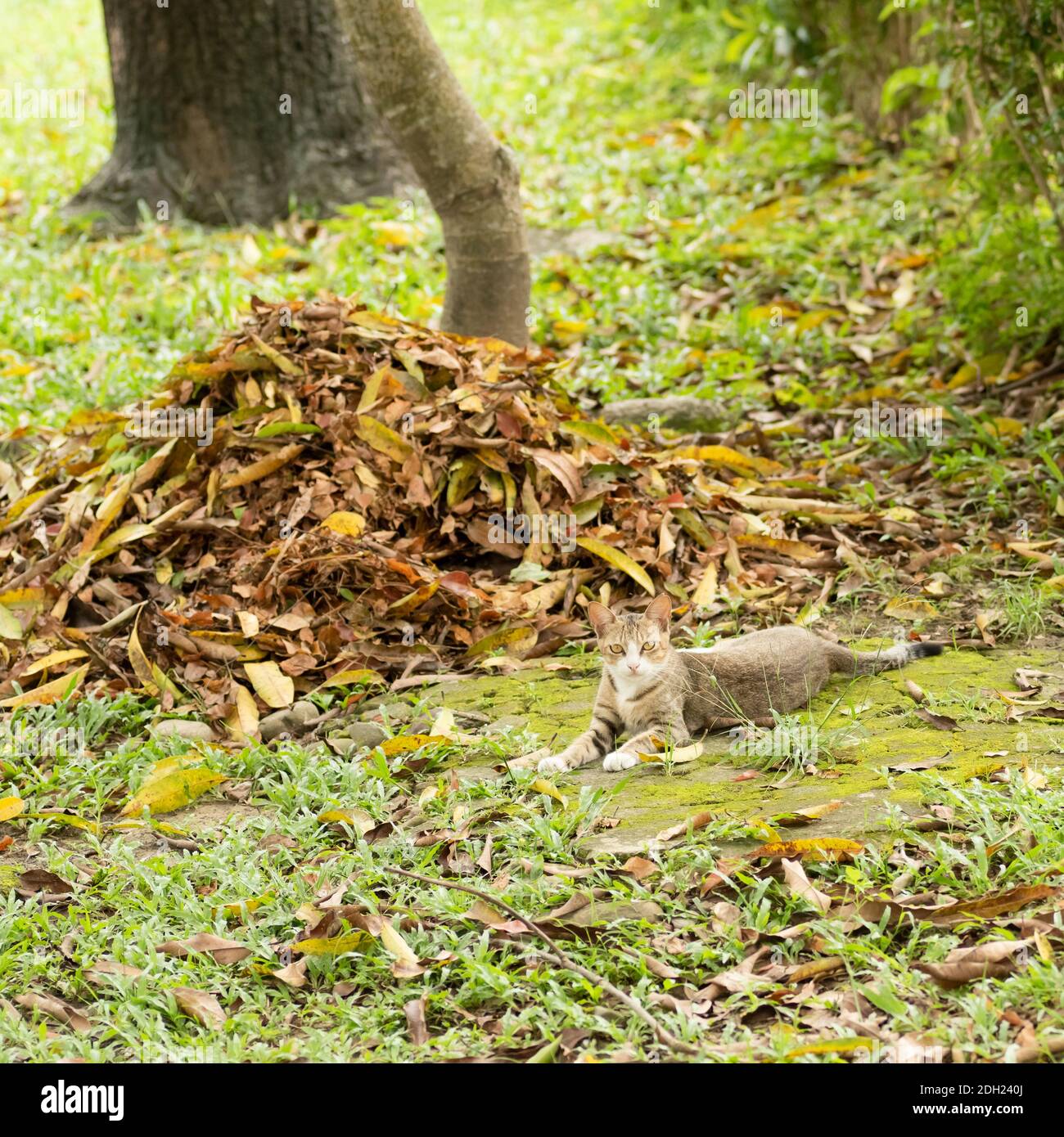 Stray tabby sit on a grassland Stock Photo - Alamy