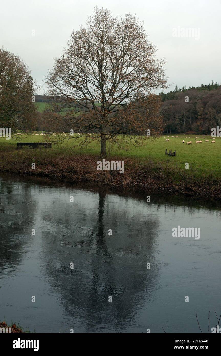 Reflections of the trees on the banks of the River Slaney, Bunclody ...