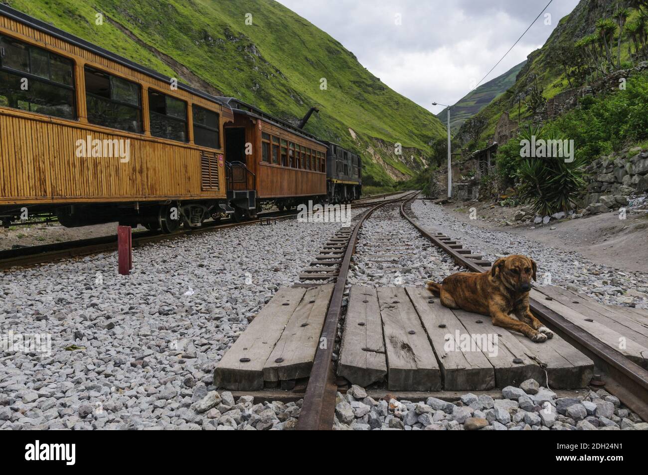 Train ride in the Andes to the devil's nose in Ecuador, a dog lies on ...