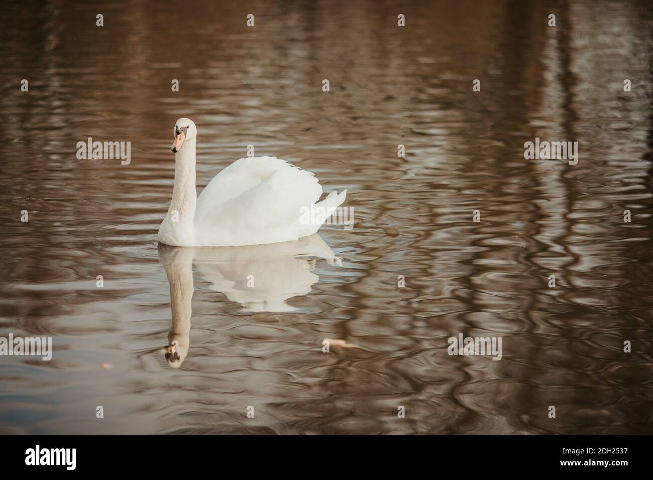 A closeup shot of a swan swimming in the pond reflected in the water ...