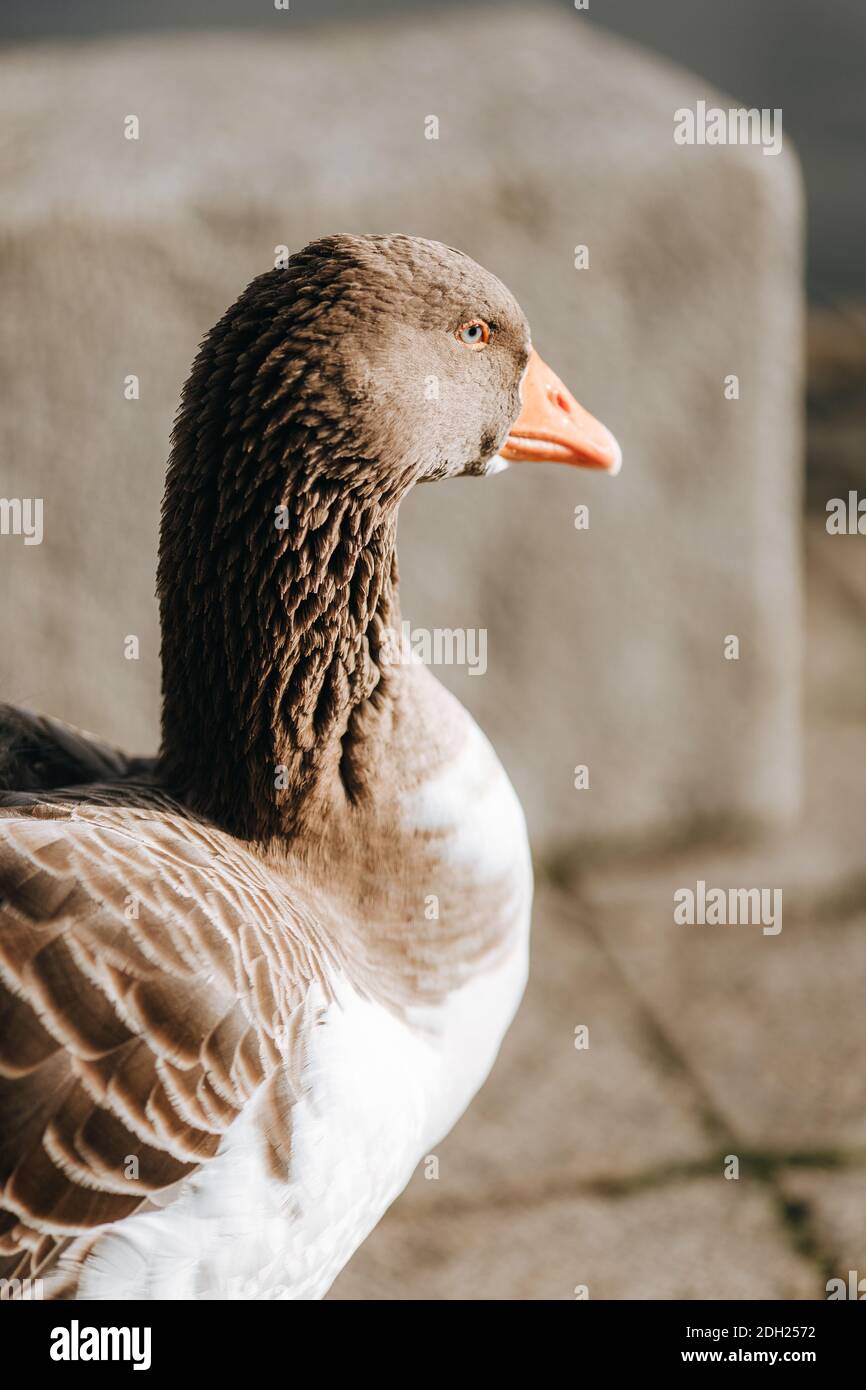 A vertical selective focus shot of a goose under the daylight Stock ...
