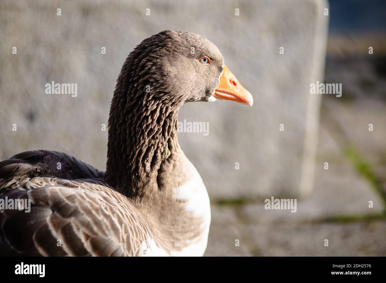 A selective focus shot of a goose under the daylight Stock Photo - Alamy