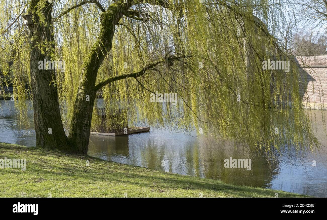 Weeping willow (Salix babylonica) in spring Stock Photo - Alamy