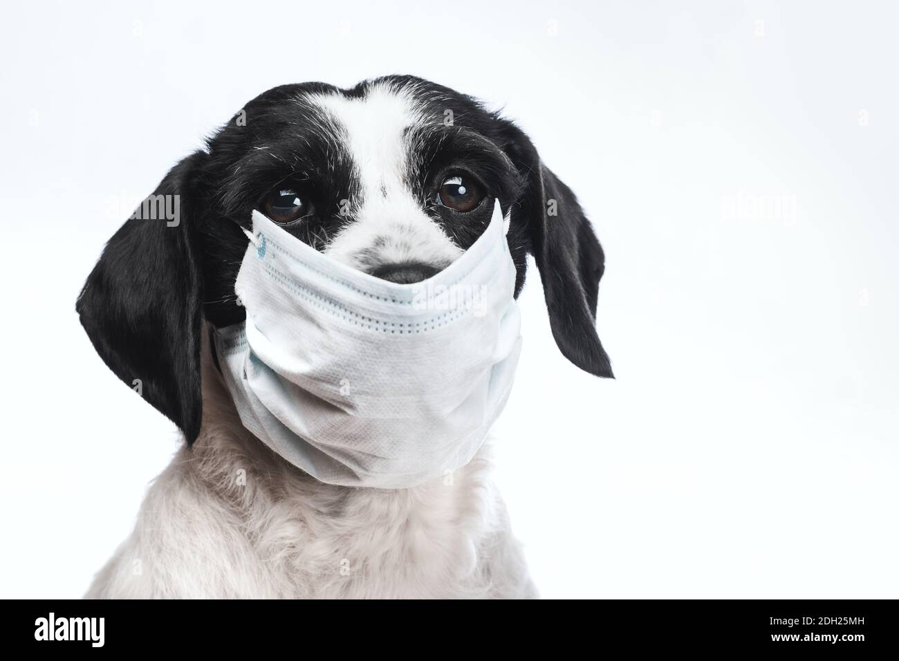 Portrait of a dog wearing surgical mask - protective measures against ...