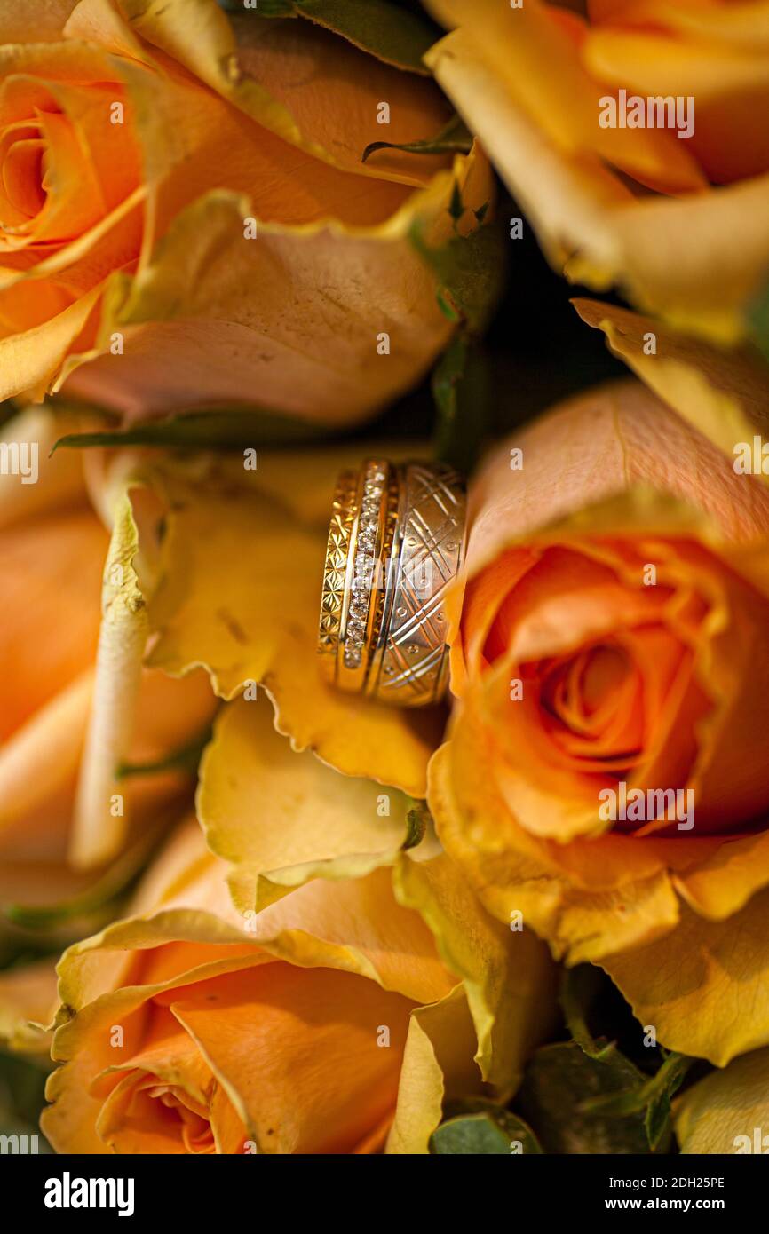 Wedding rings on pink roses background Stock Photo - Alamy
