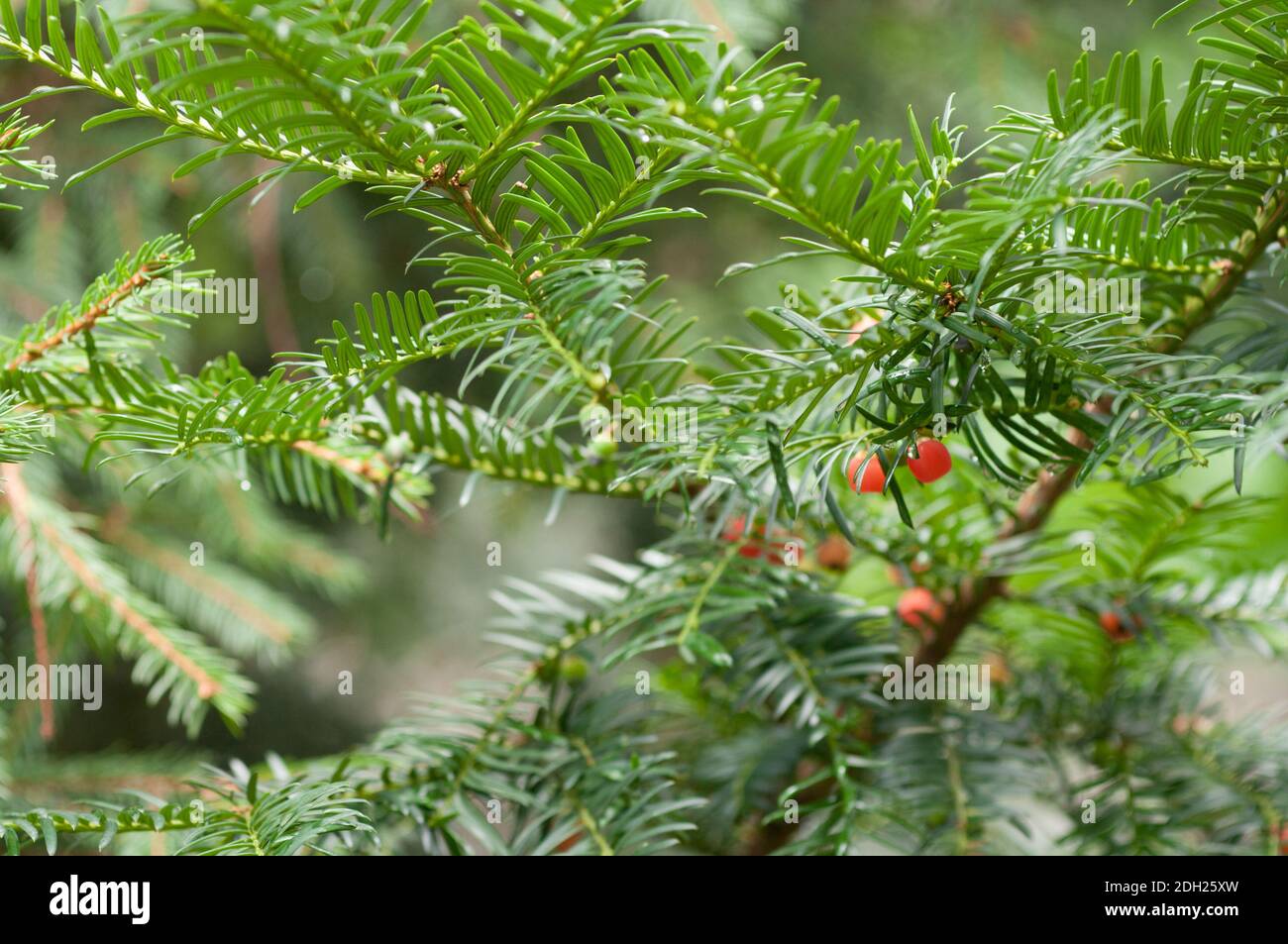 taxus baccata green foliage with red berries Stock Photo - Alamy