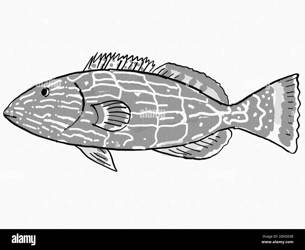 Black Grouper Reef and Wreck Fish Florida and Gulf of Mexico Cartoon ...