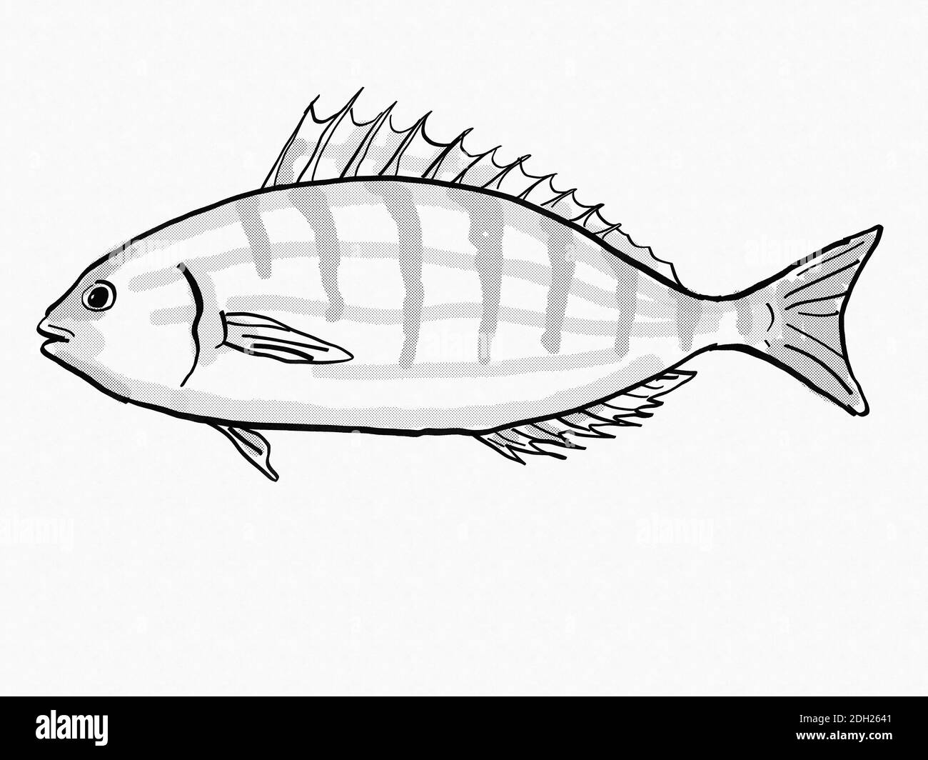 Pinfish