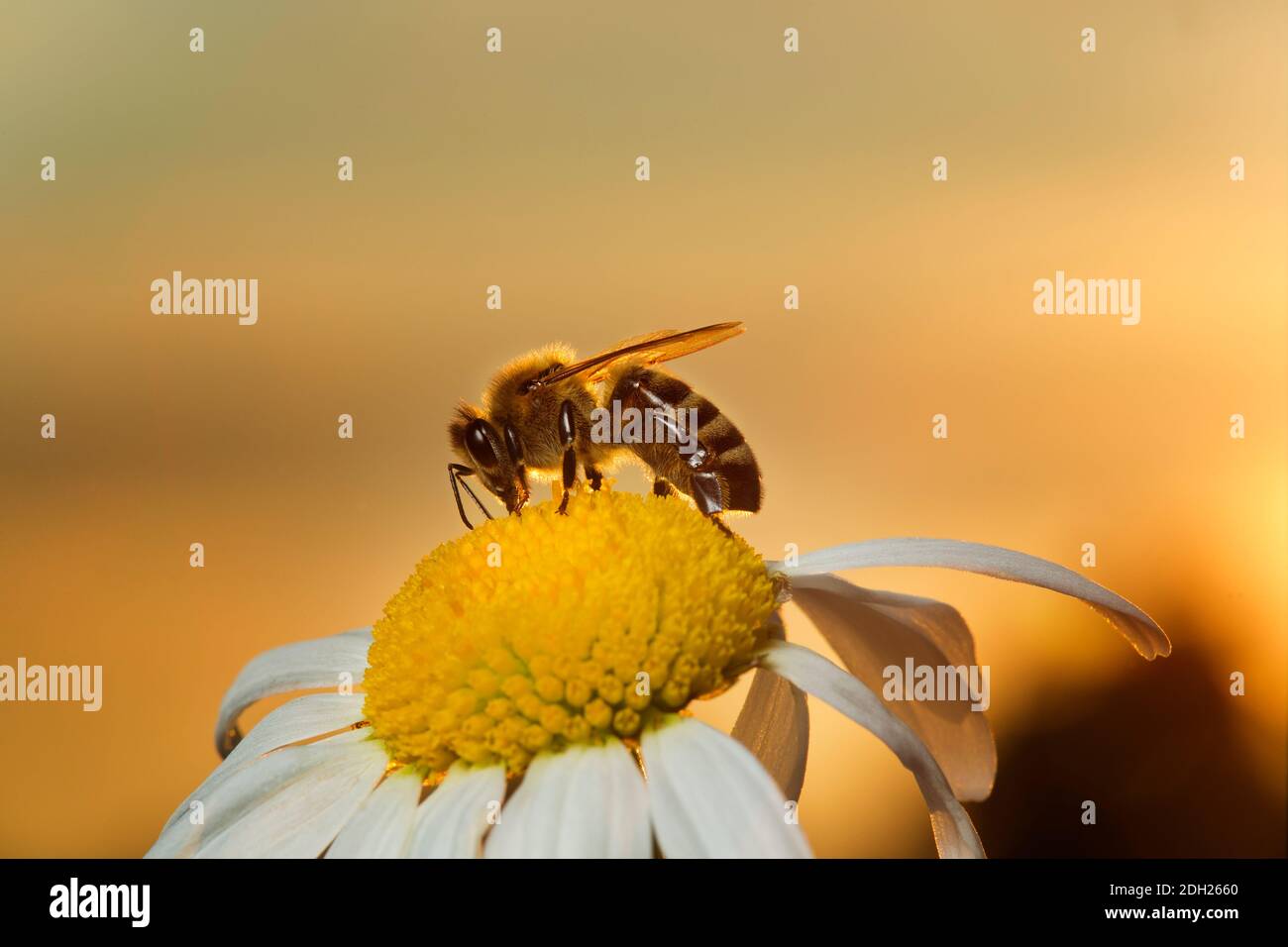 Honey bee at sunset Stock Photo - Alamy