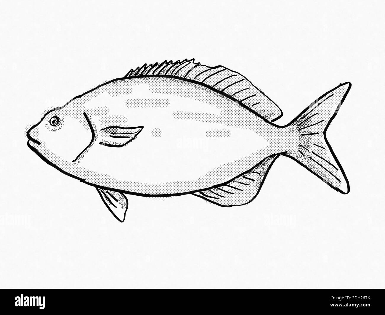 Bermuda Chub Reef and Wreck Fish Florida and Gulf of Mexico Cartoon ...