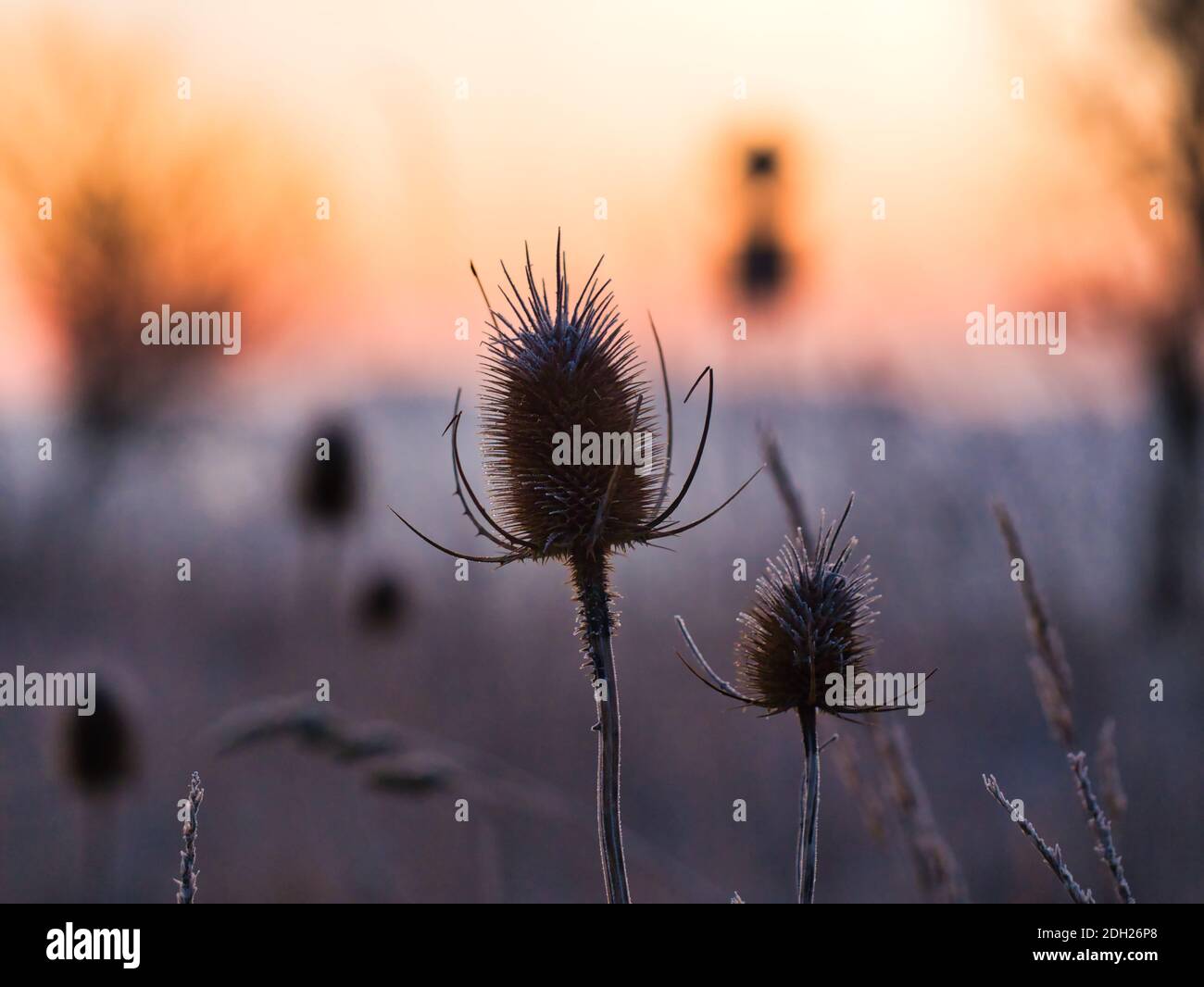 Common Teasel High Resolution Stock Photography and Images - Alamy