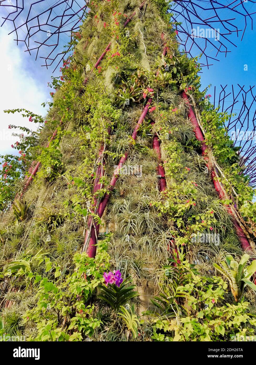 Singapore rainforest tree walk hi-res stock photography and images - Alamy
