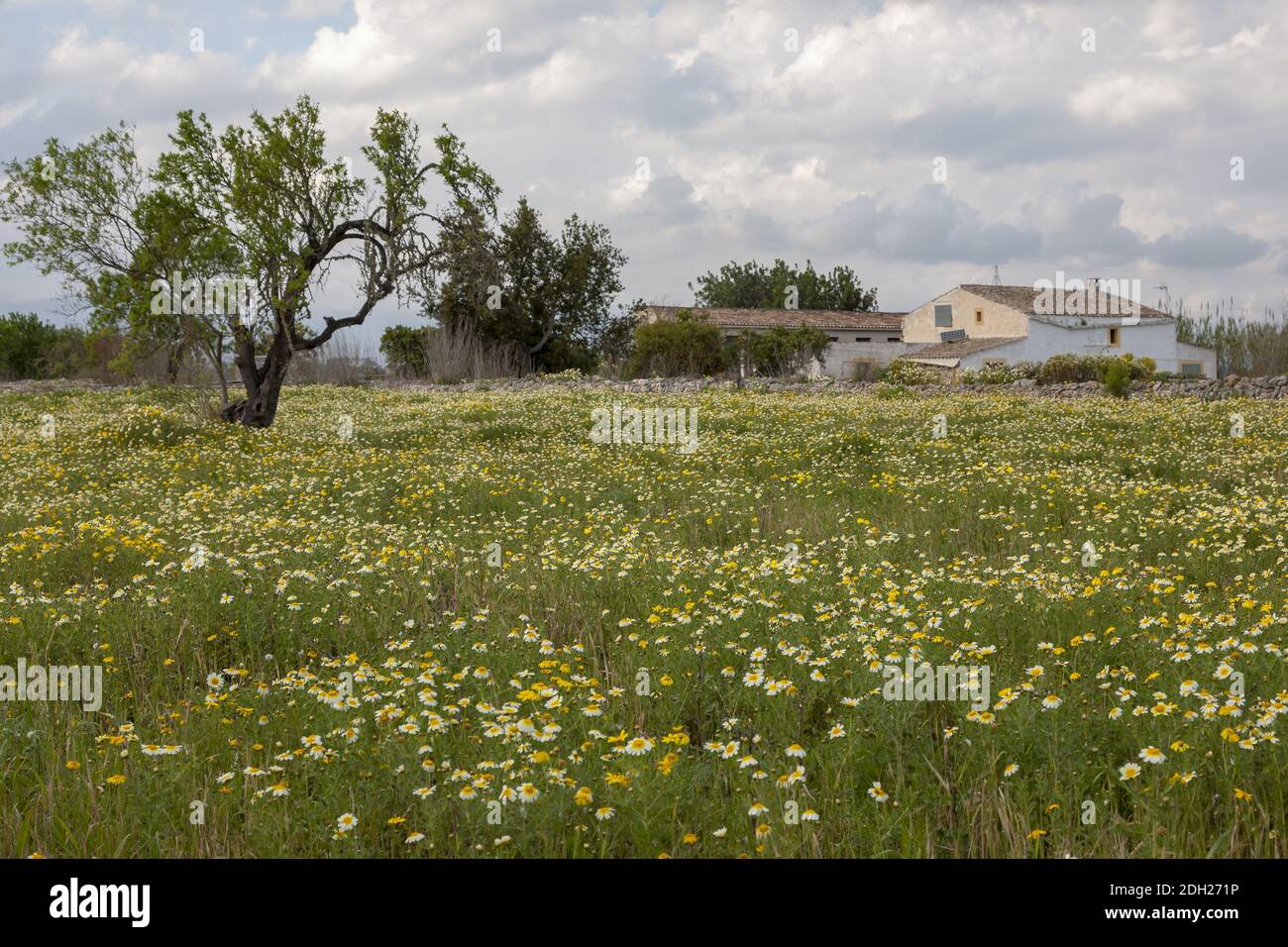 Spring in Mallorca Stock Photo - Alamy