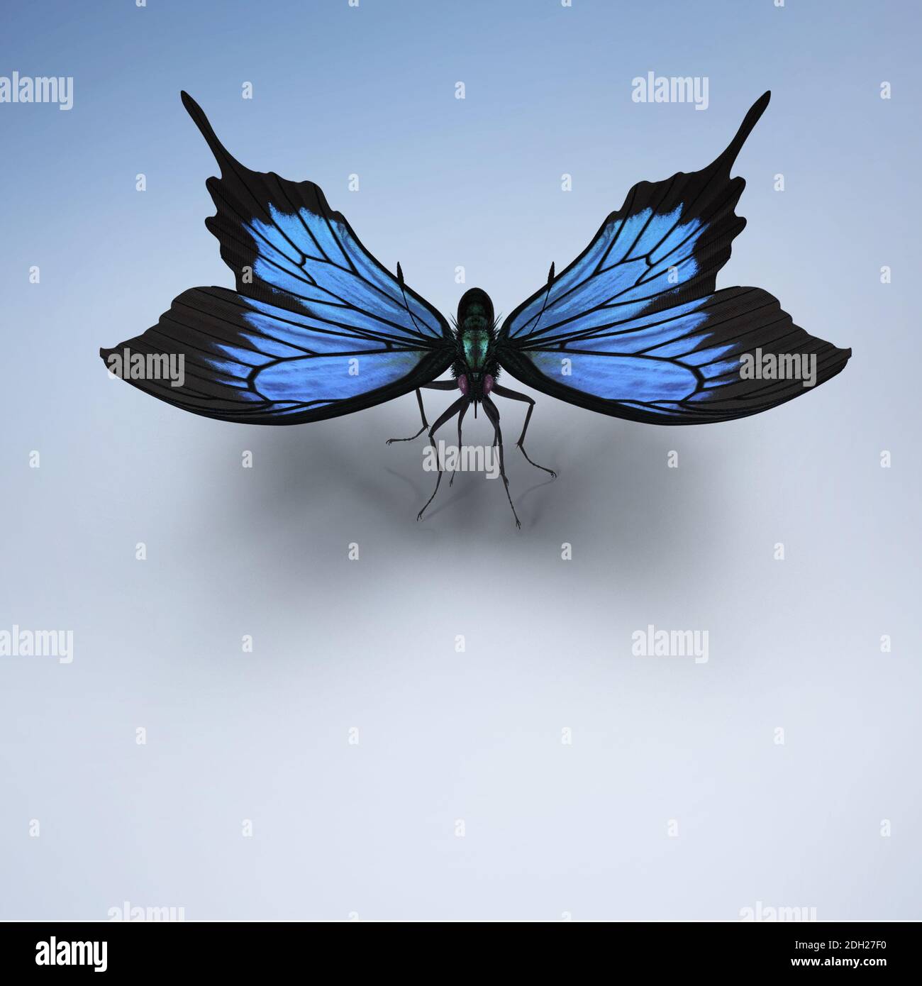 Very large tropical butterfly hi-res stock photography and images - Alamy