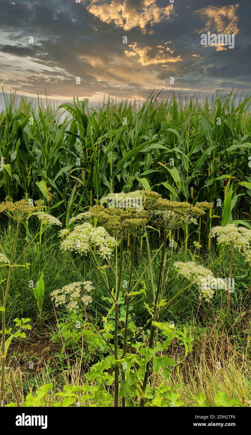 Dramatic sunset looming over corn fields Stock Photo - Alamy