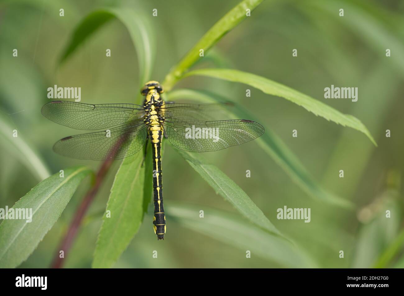 Club tail hi-res stock photography and images - Alamy