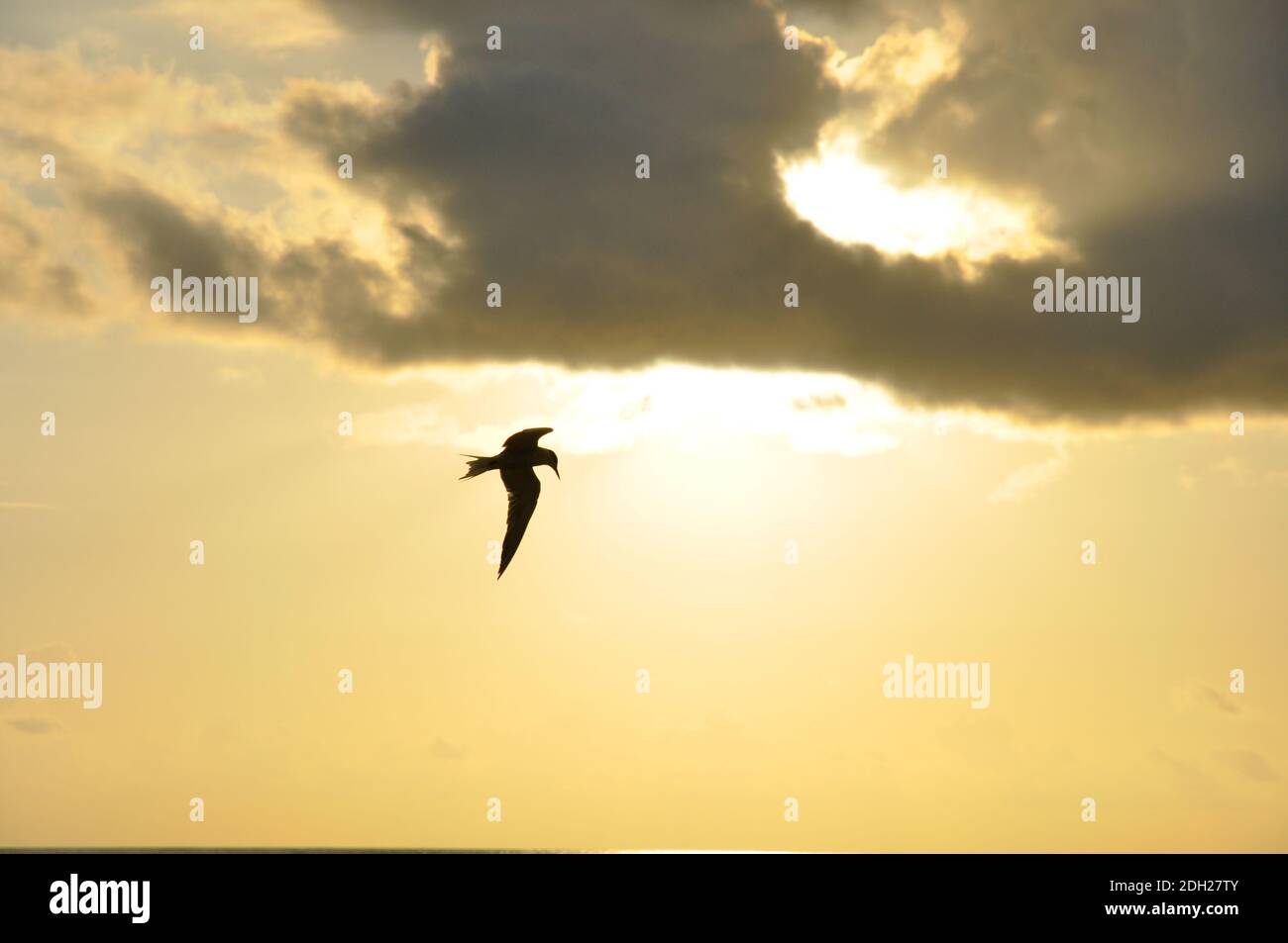 A beautiful shot of a seagull flying under the bright sun Stock Photo ...