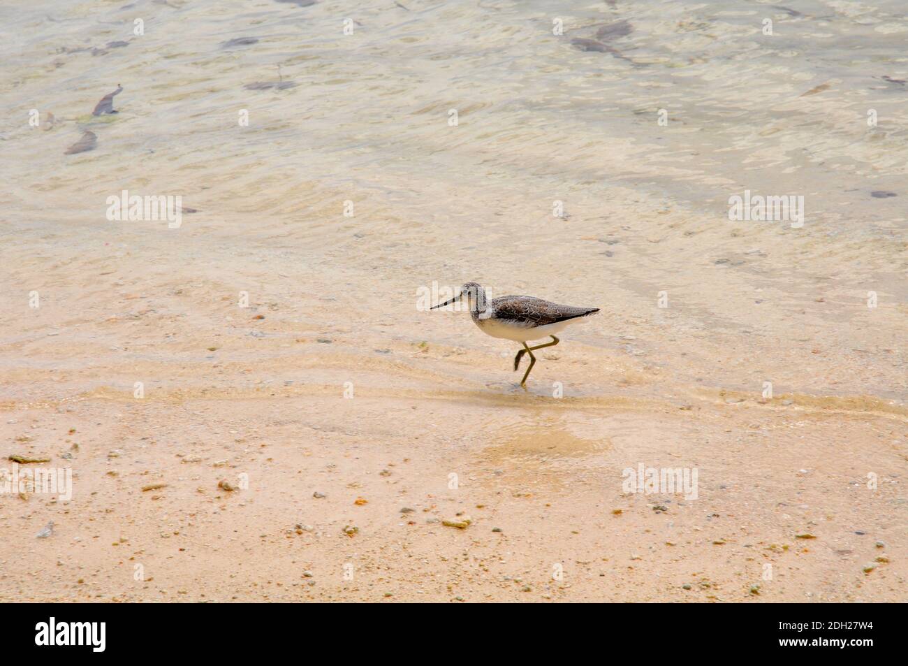 A single common greenshank bird walking on the bea Stock Photo - Alamy