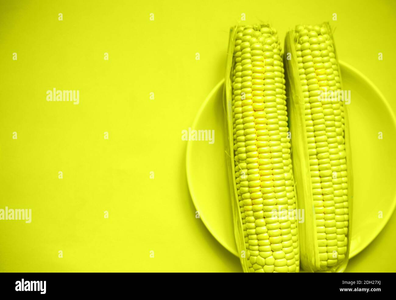 two fresh juicy illuminating local corn on a plate. pantone color 2021 ...