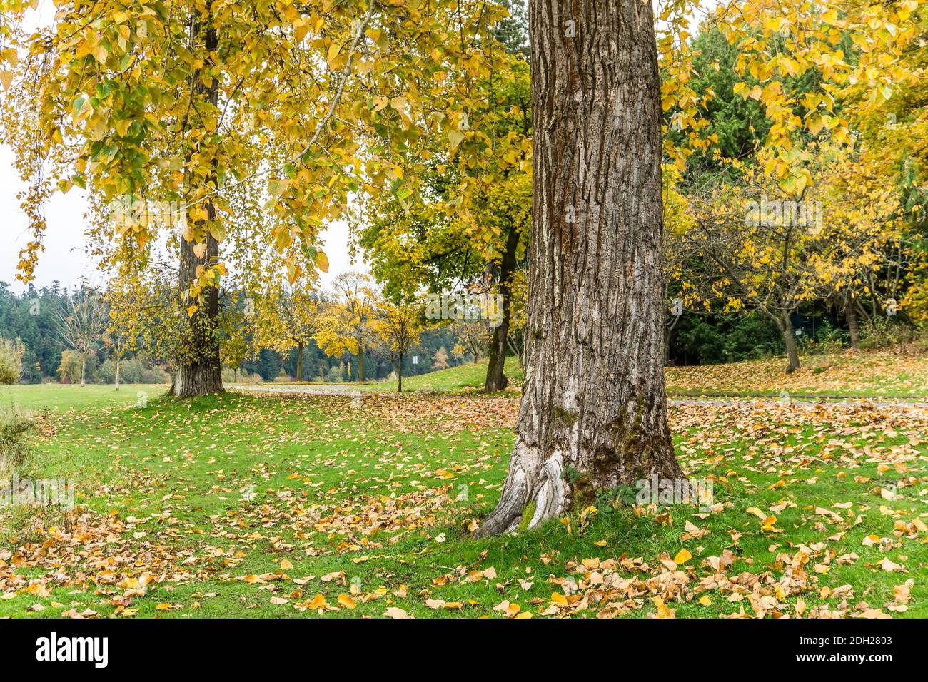 Autumn tree and leaves on the shoreline of Lake Washington in Seattle ...