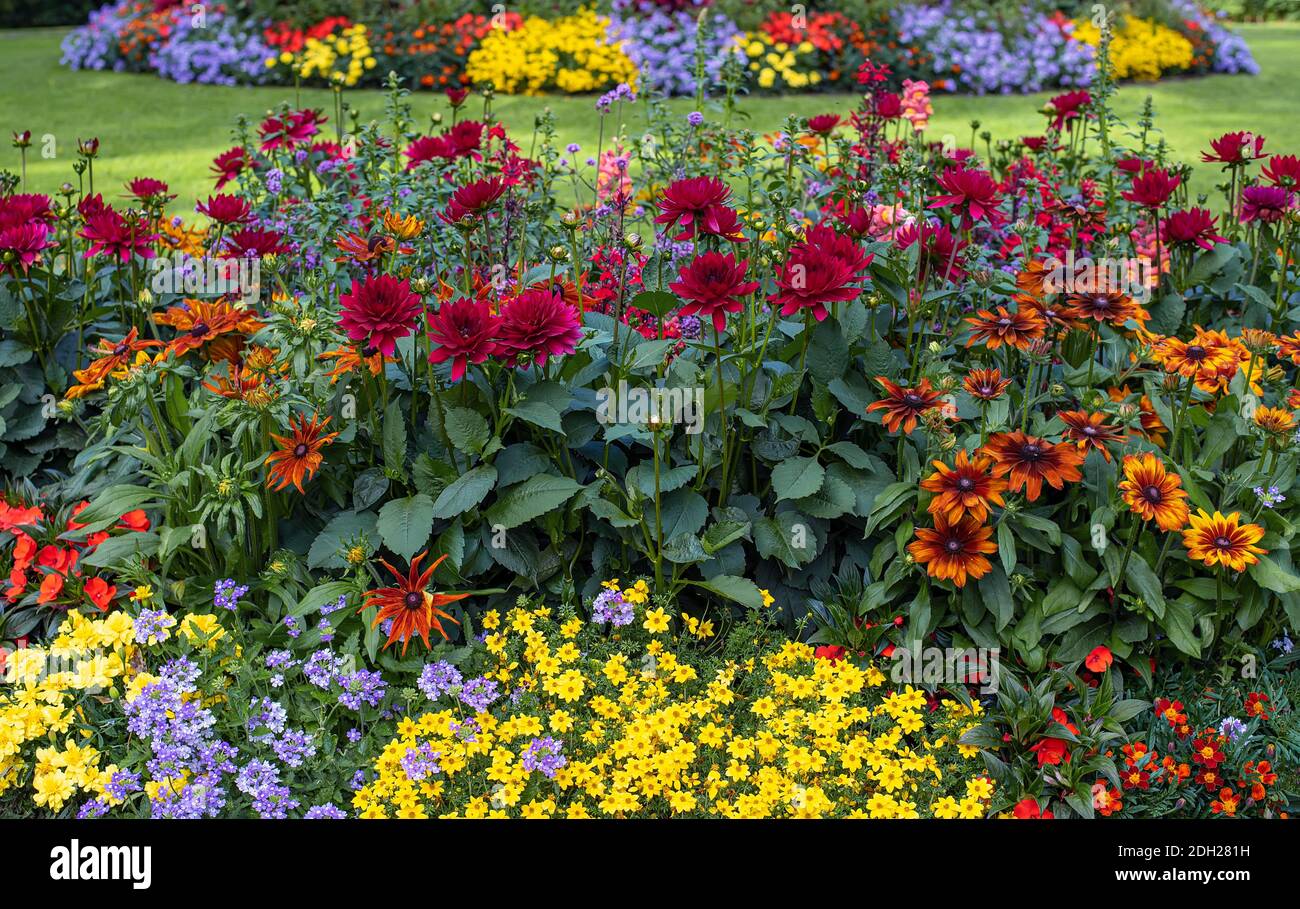 Colorful flowers in the garden, beautiful flowrs farm in summertime ...