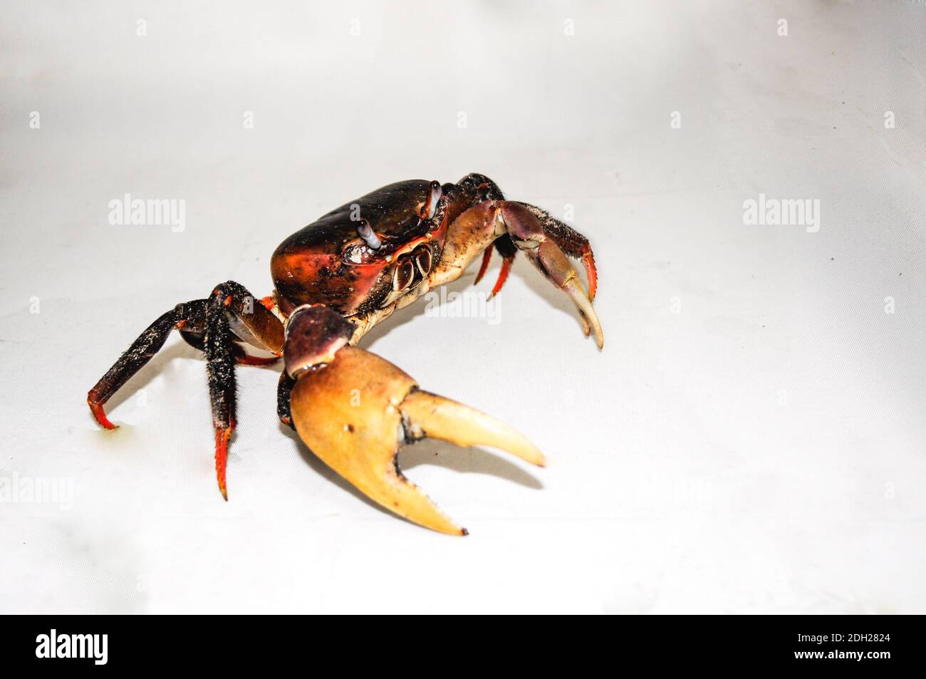 Terrestrial crab hi-res stock photography and images - Alamy