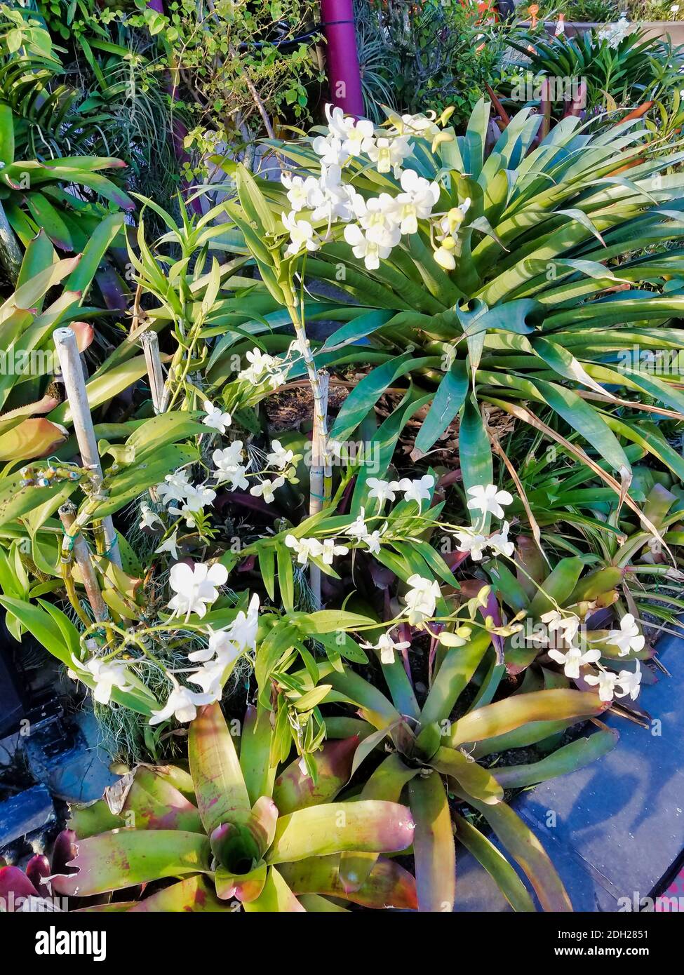 Lush orchid landscape in the Gardens by the Bay park in Singapore Stock ...