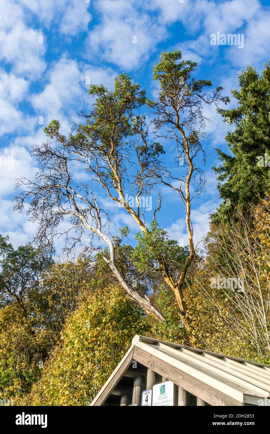 A skinny tree with blue sky at Lincoln Park in West Seattle, Washington ...