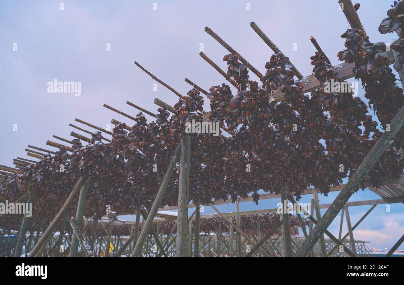 Air drying of Salmon fish on wooden structure at Scandinavian winter ...