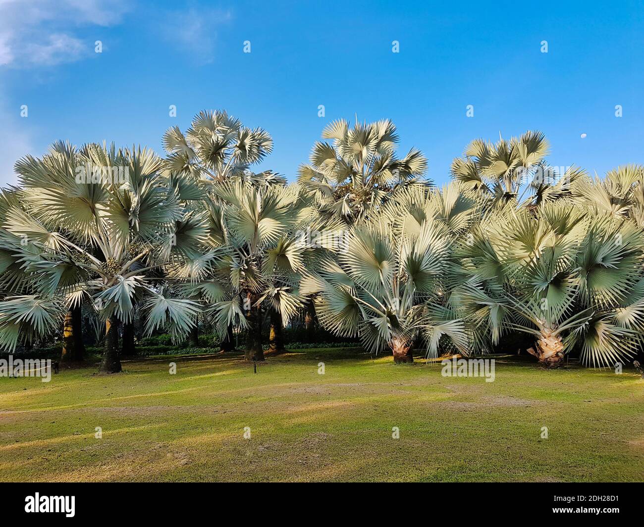 Lush greenery landscape in the Gardens by the Bay park in Singapore ...