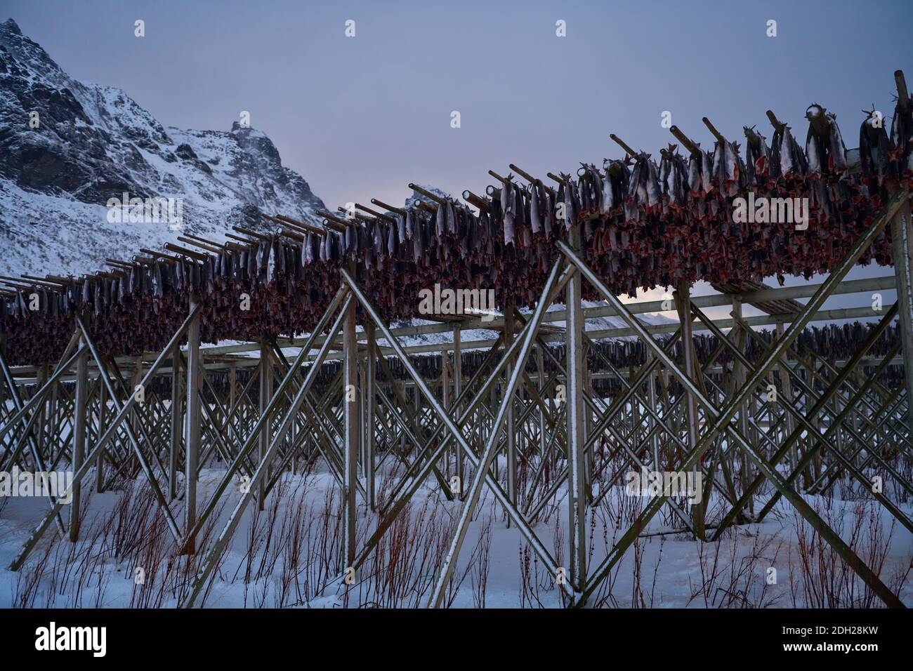 Air drying of Salmon fish on wooden structure at Scandinavian winter ...