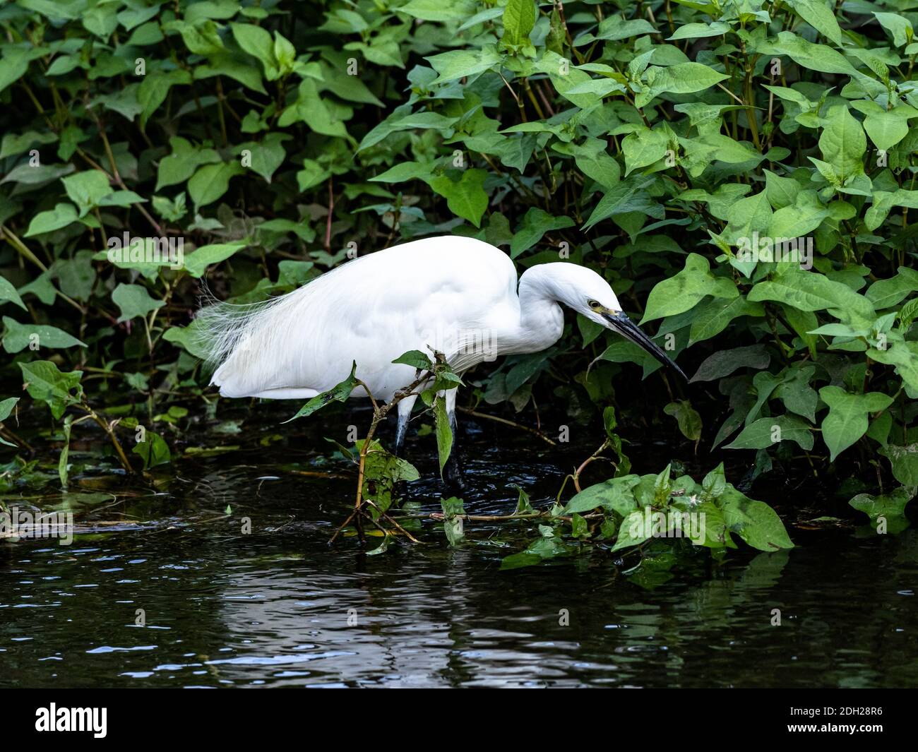 A little white egret standing in the water in Izumi Forest Park, Yamato ...