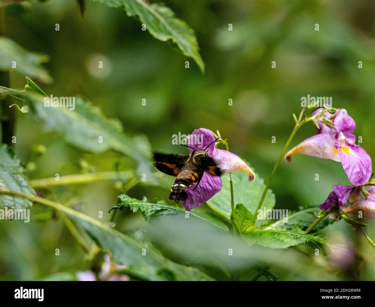 A hummingbird feeds from flowers along a river in Yamato, Kanagawa ...