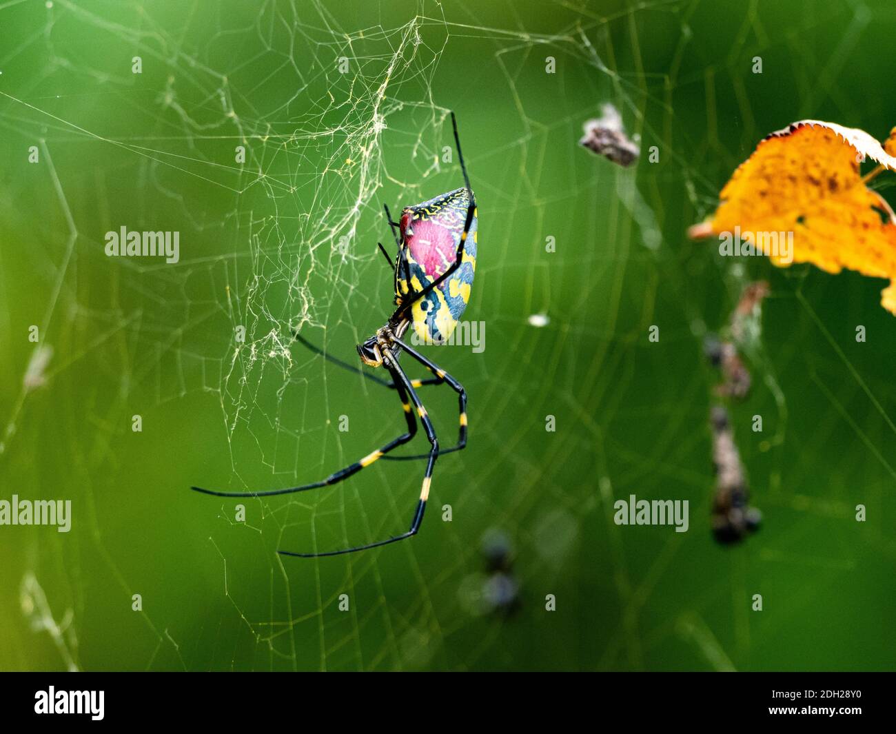 Joro spider closeup hi-res stock photography and images - Alamy